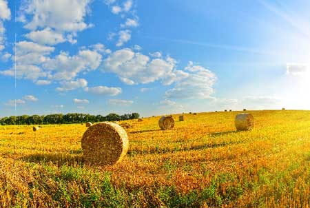 IP67 Cameras featuring GigE Vision® with PoE